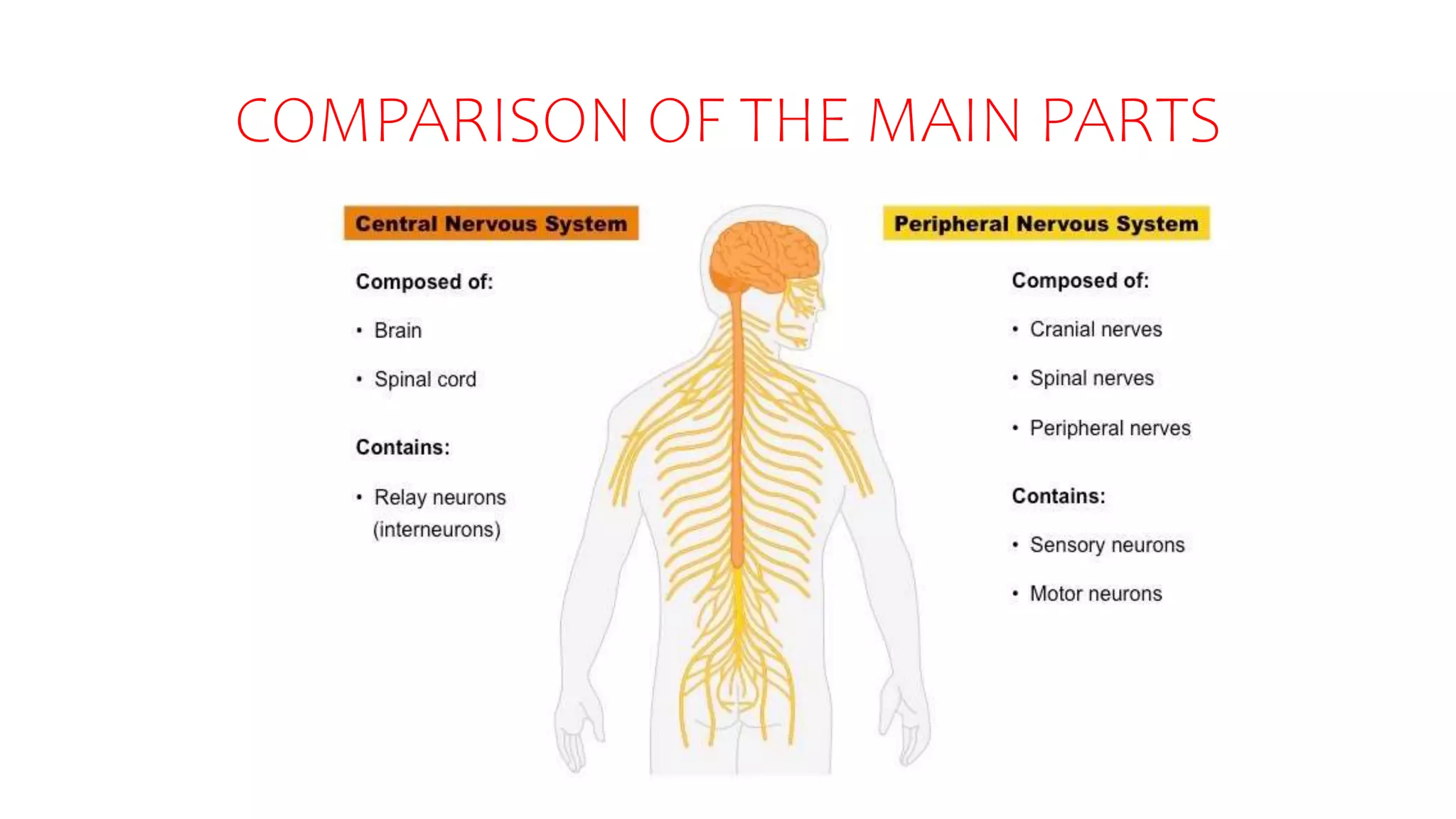 THE NERVOUS SYSTEM.pptx | Brain and Nervous System Disorders | Diseases ...