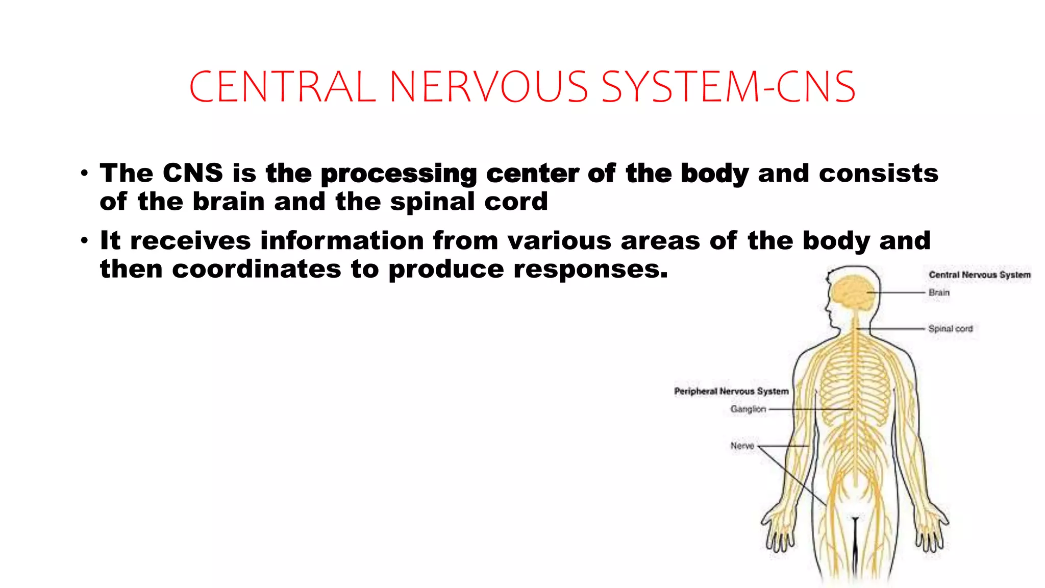 THE NERVOUS SYSTEM.pptx | Brain and Nervous System Disorders | Diseases ...