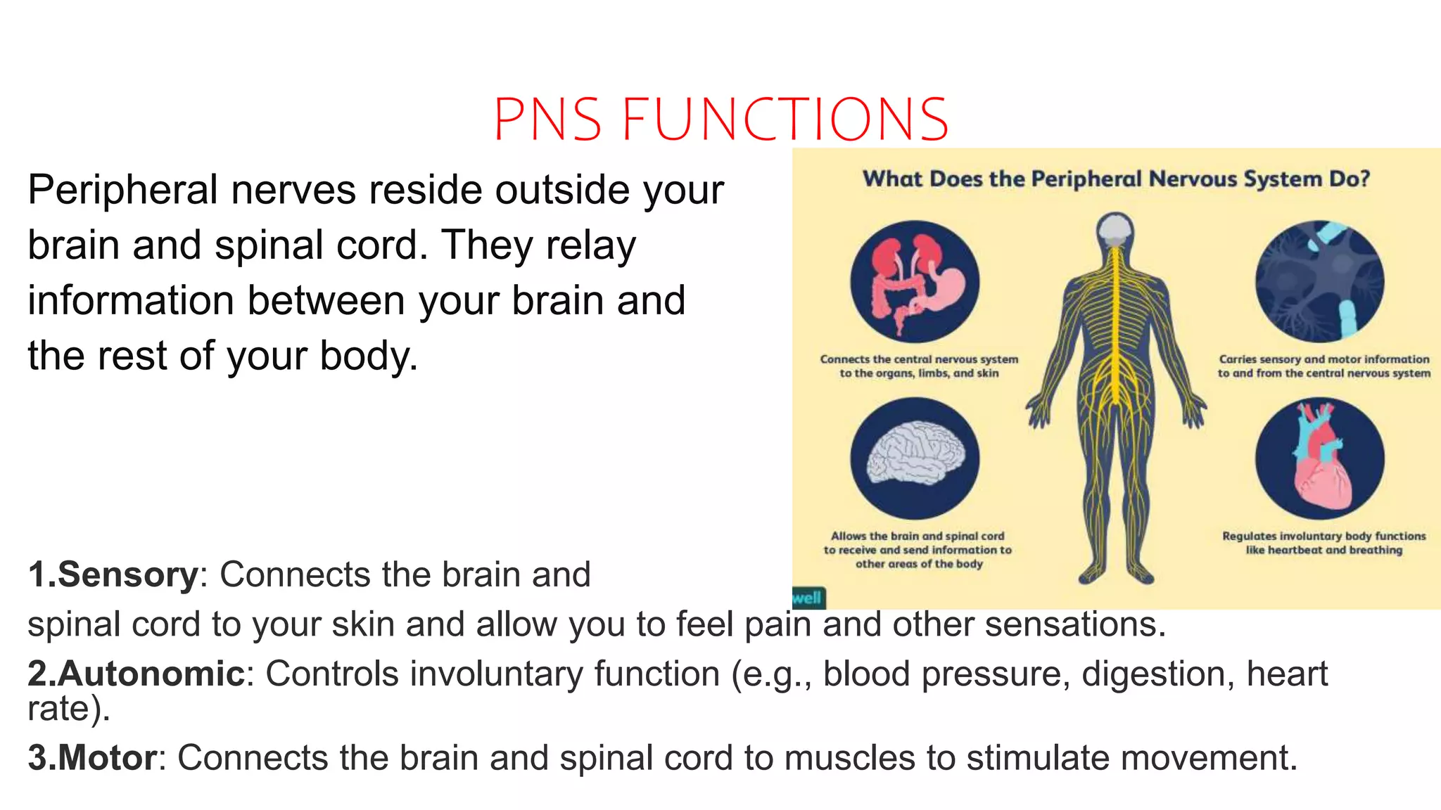 THE NERVOUS SYSTEM.pptx | Brain and Nervous System Disorders | Diseases ...