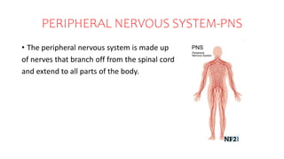 THE NERVOUS SYSTEM.pptx | Brain and Nervous System Disorders | Diseases ...