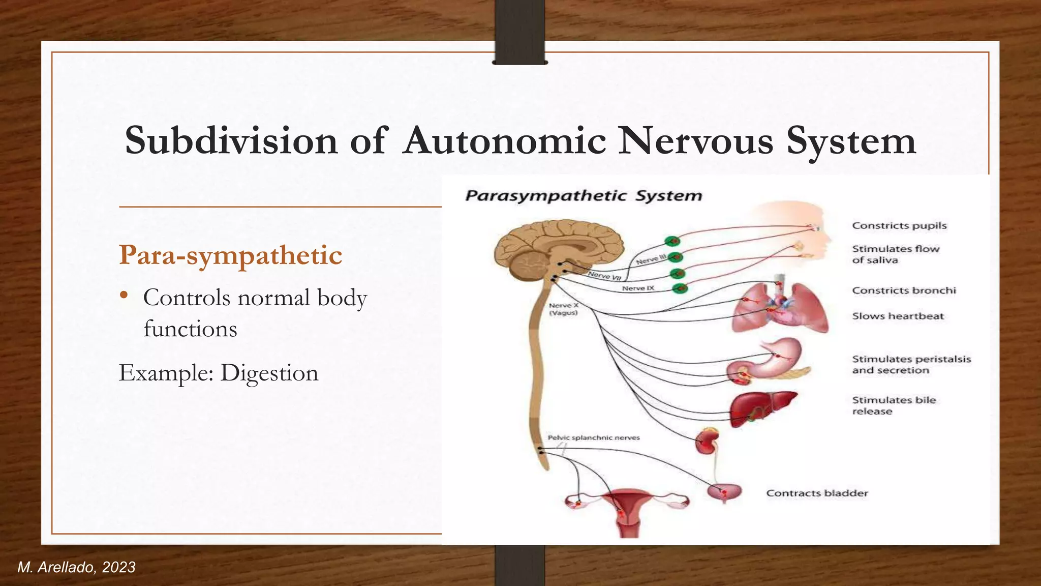 The Nervous System.pptx