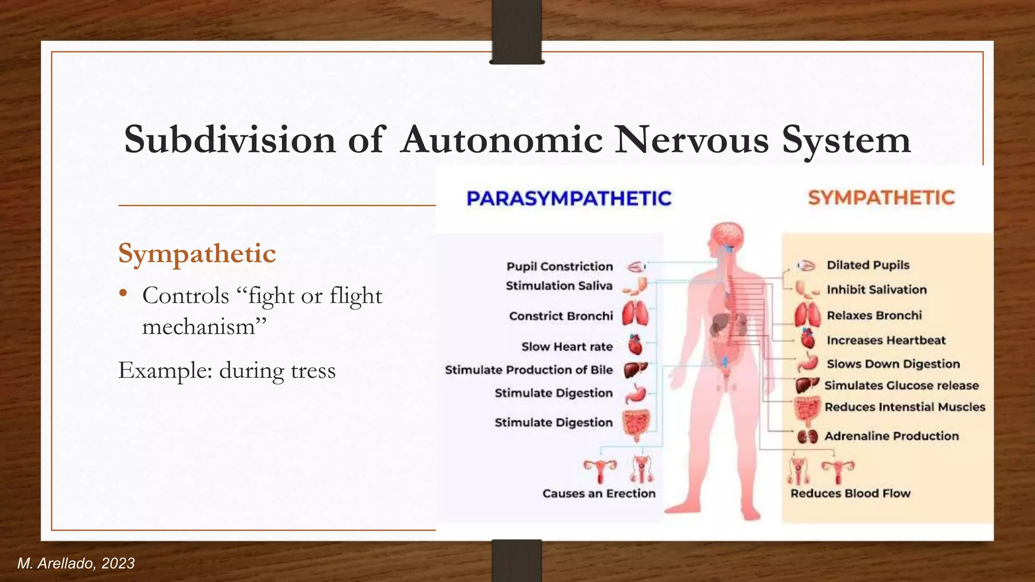 The Nervous System.pptx