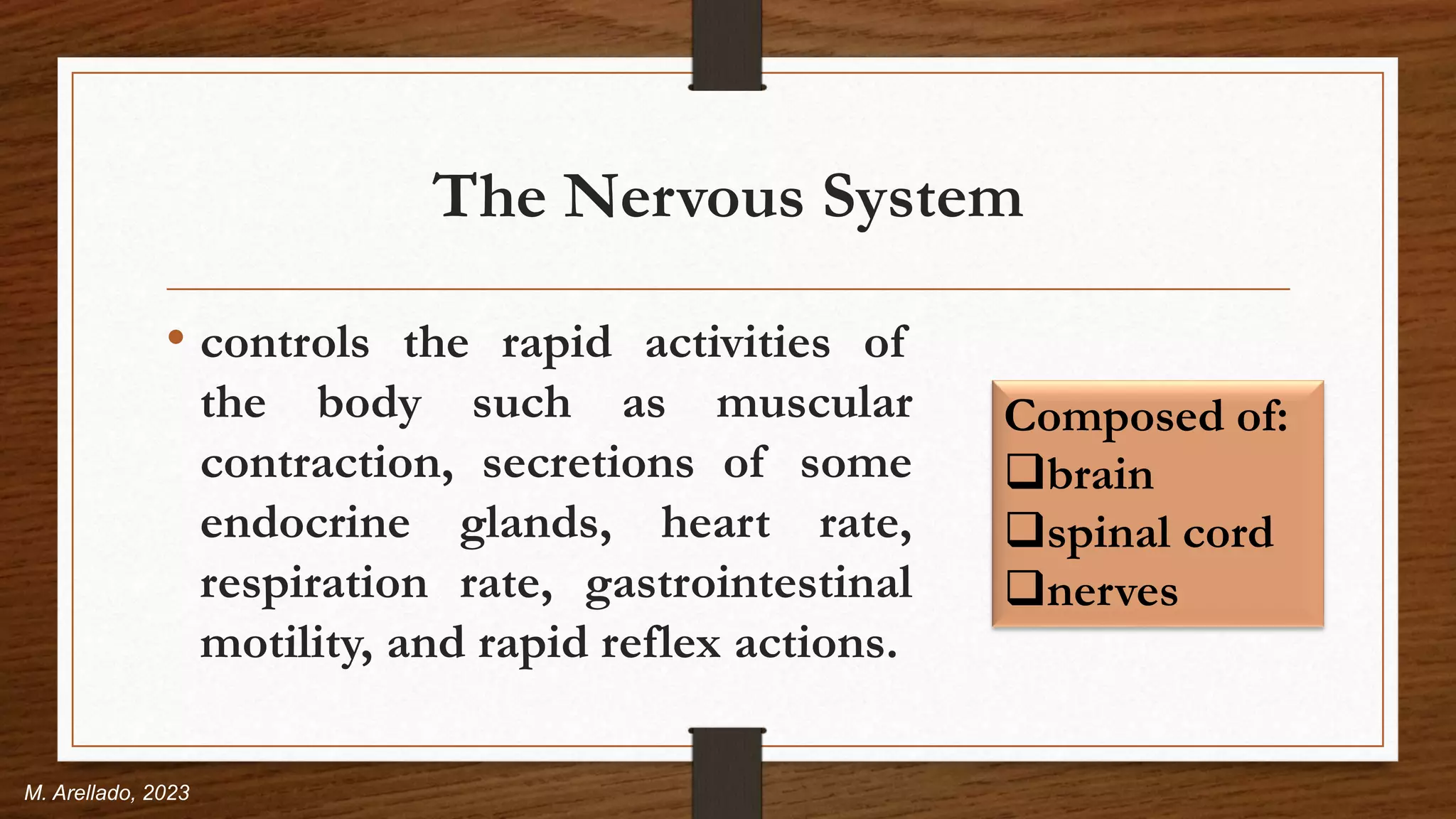 The Nervous System.pptx