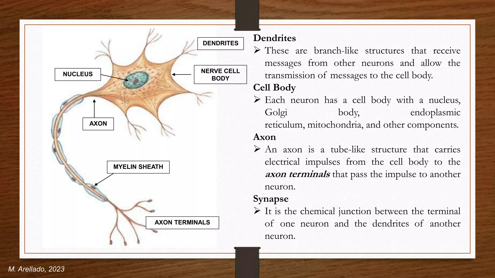 The Nervous System.pptx
