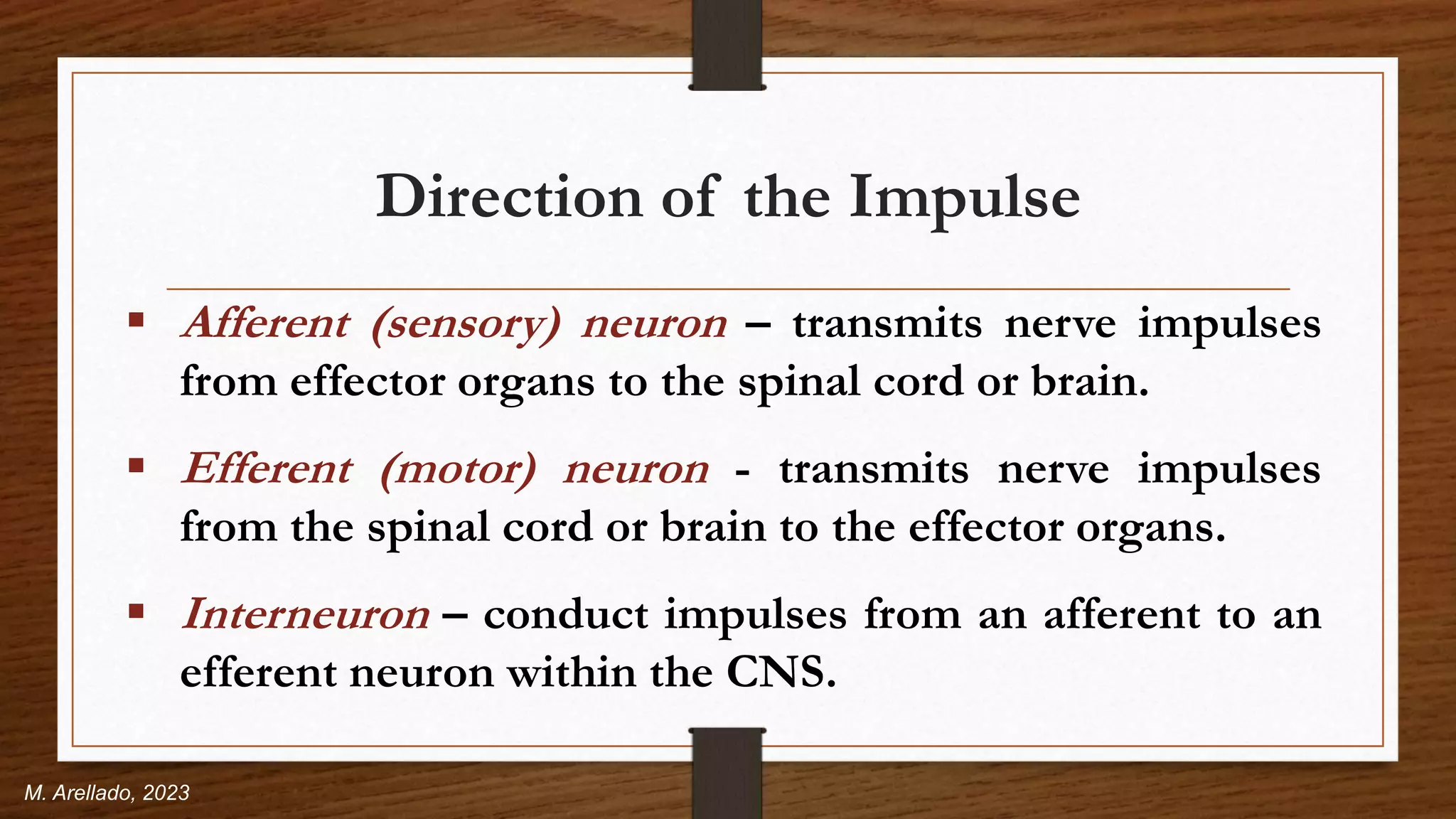 The Nervous System.pptx