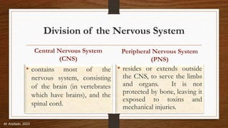 The Nervous System.pptx