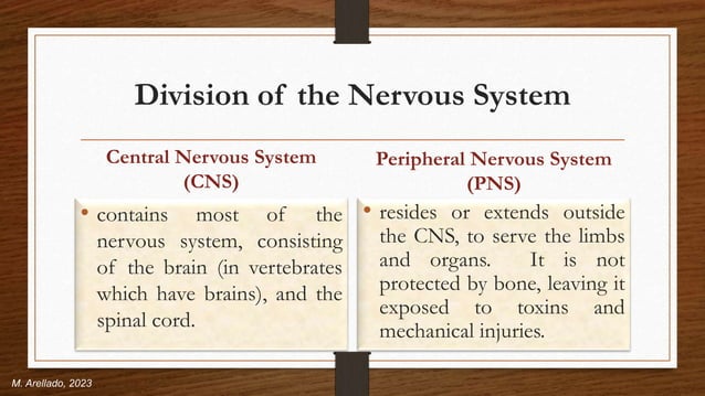 The Nervous System.pptx