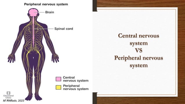 The Nervous System.pptx