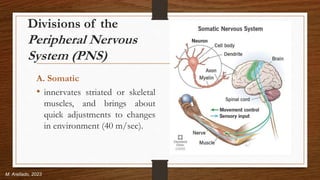 The Nervous System.pptx