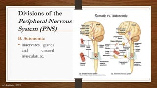 The Nervous System.pptx