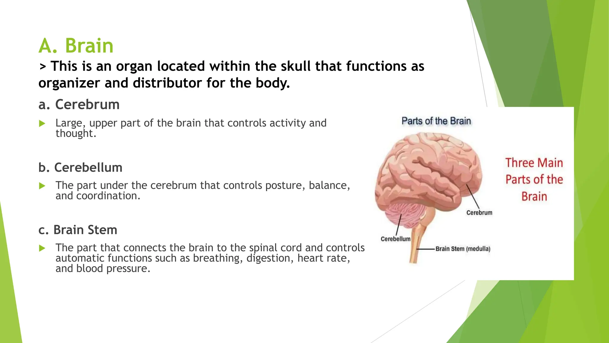 The Nervous System Science 10 lesson for third quarter.pptx