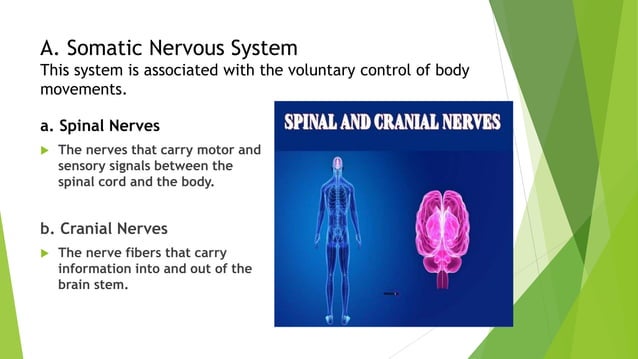 The Nervous System Science 10 lesson for third quarter.pptx | Brain and ...