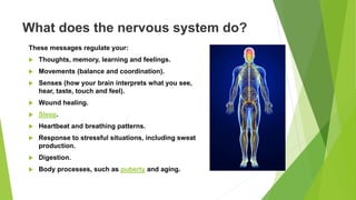 The Nervous System Science 10 lesson for third quarter.pptx