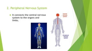 The Nervous System Science 10 lesson for third quarter.pptx