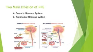 The Nervous System Science 10 lesson for third quarter.pptx