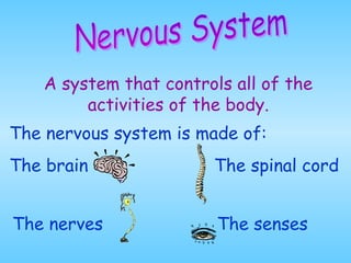 The_Nervous_Systbcfhnvzsrgfsthghhgem.ppt