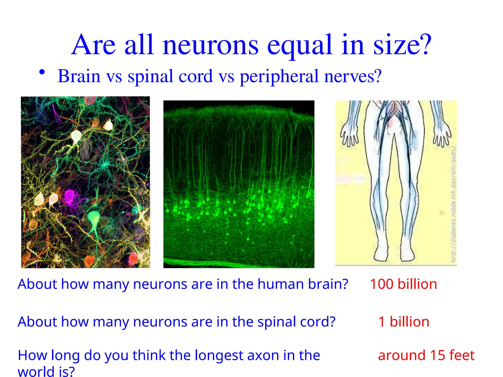 The Nervous System Grade 6, parts and functions | PPT