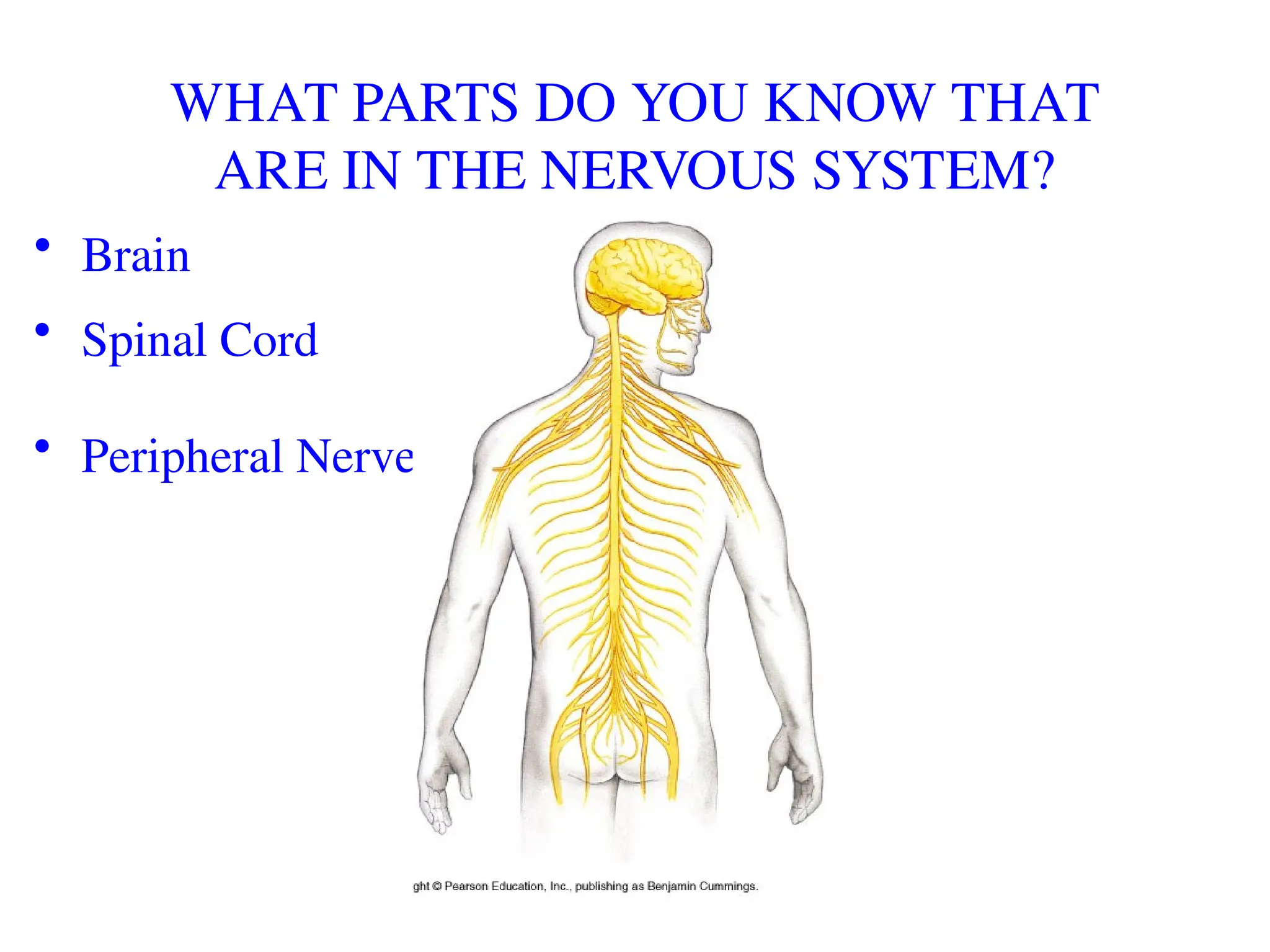 The Nervous System Grade 6, parts and functions | PPT