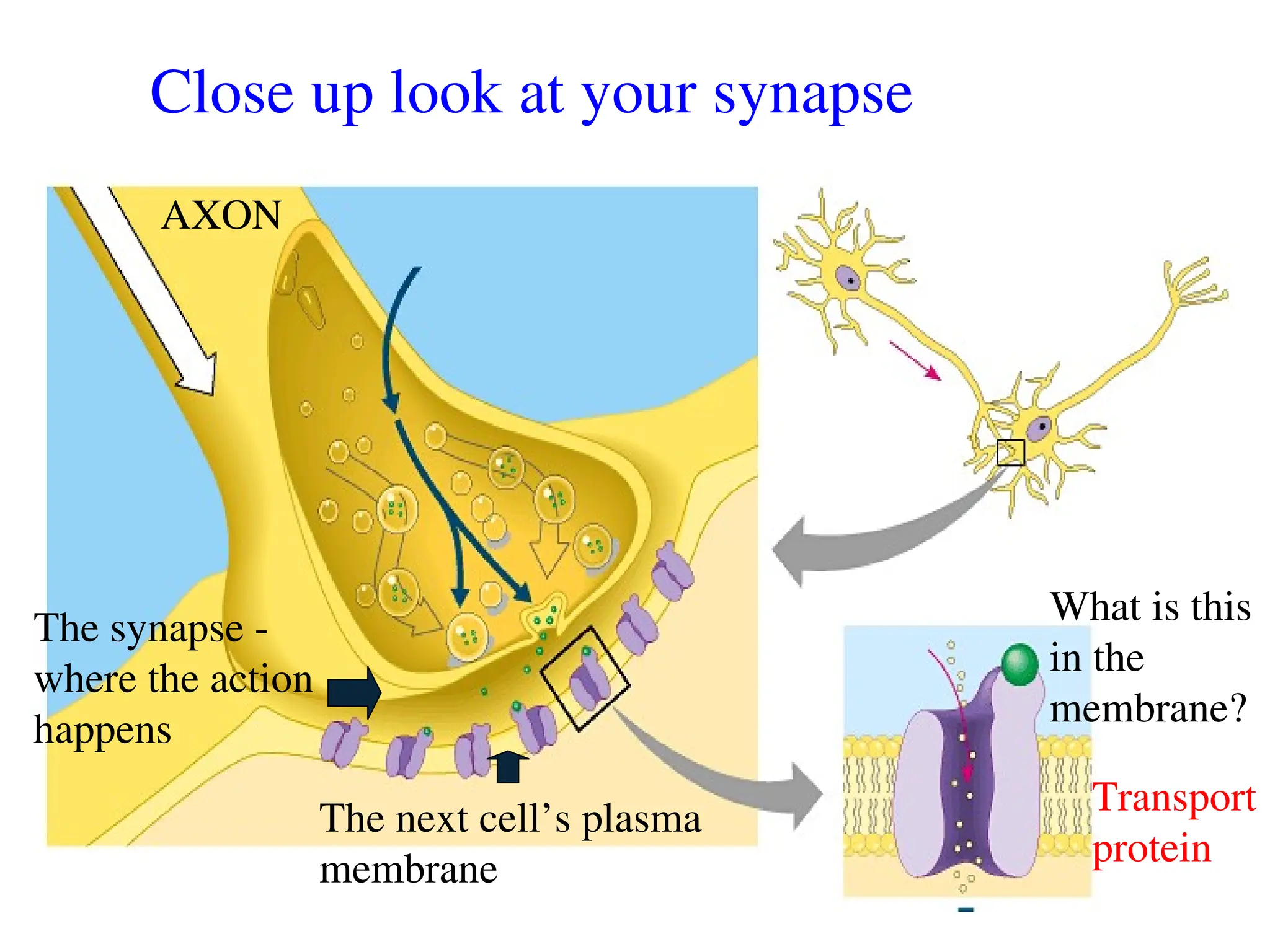 The Nervous System Grade 6, parts and functions | PPT