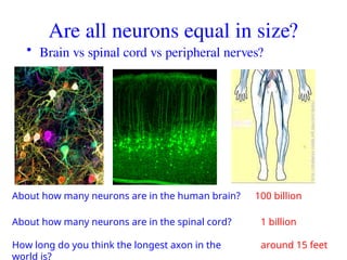 The Nervous System Grade 6, parts and functions | PPT