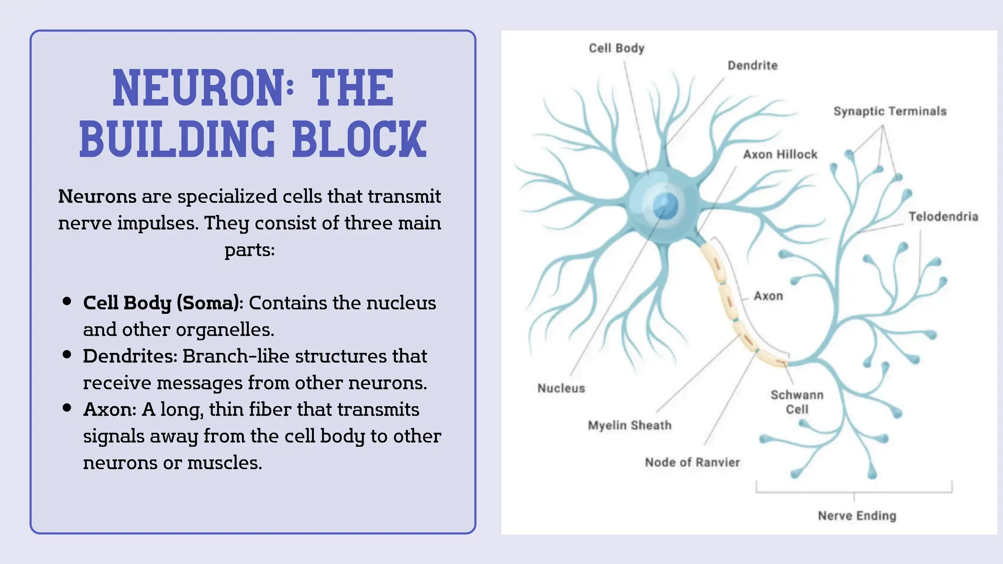 THE NERVOUS the nervous system the nervous system SYSTEM.pdf