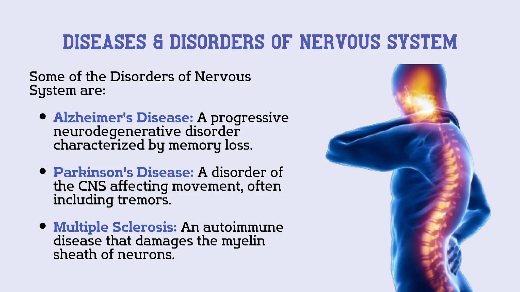 THE NERVOUS the nervous system the nervous system SYSTEM.pdf
