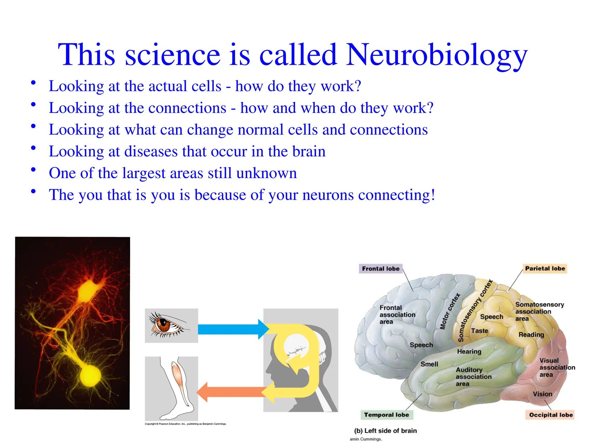 The Nervous System functions with explanation | PPT