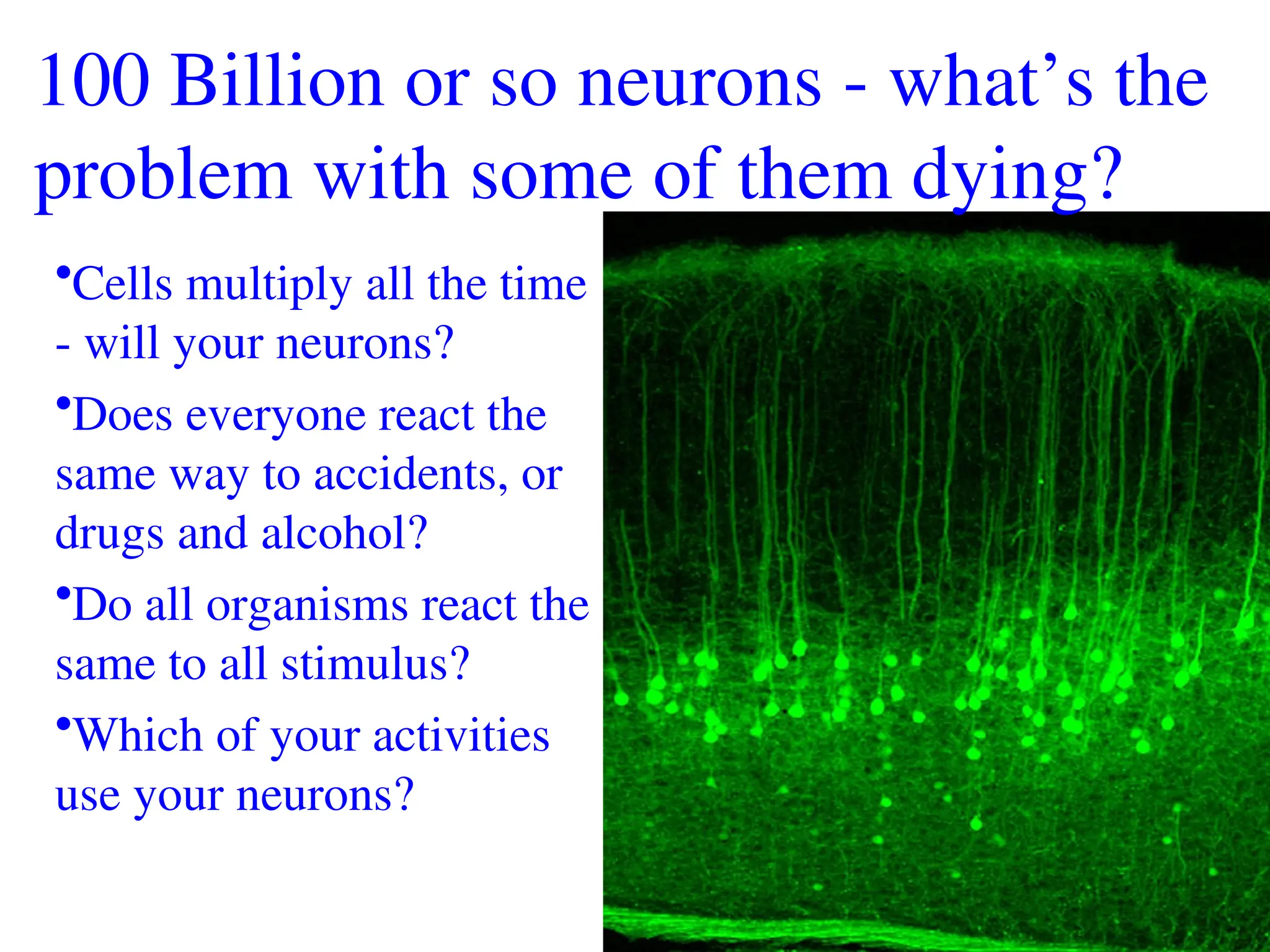 The Nervous System functions with explanation | PPT