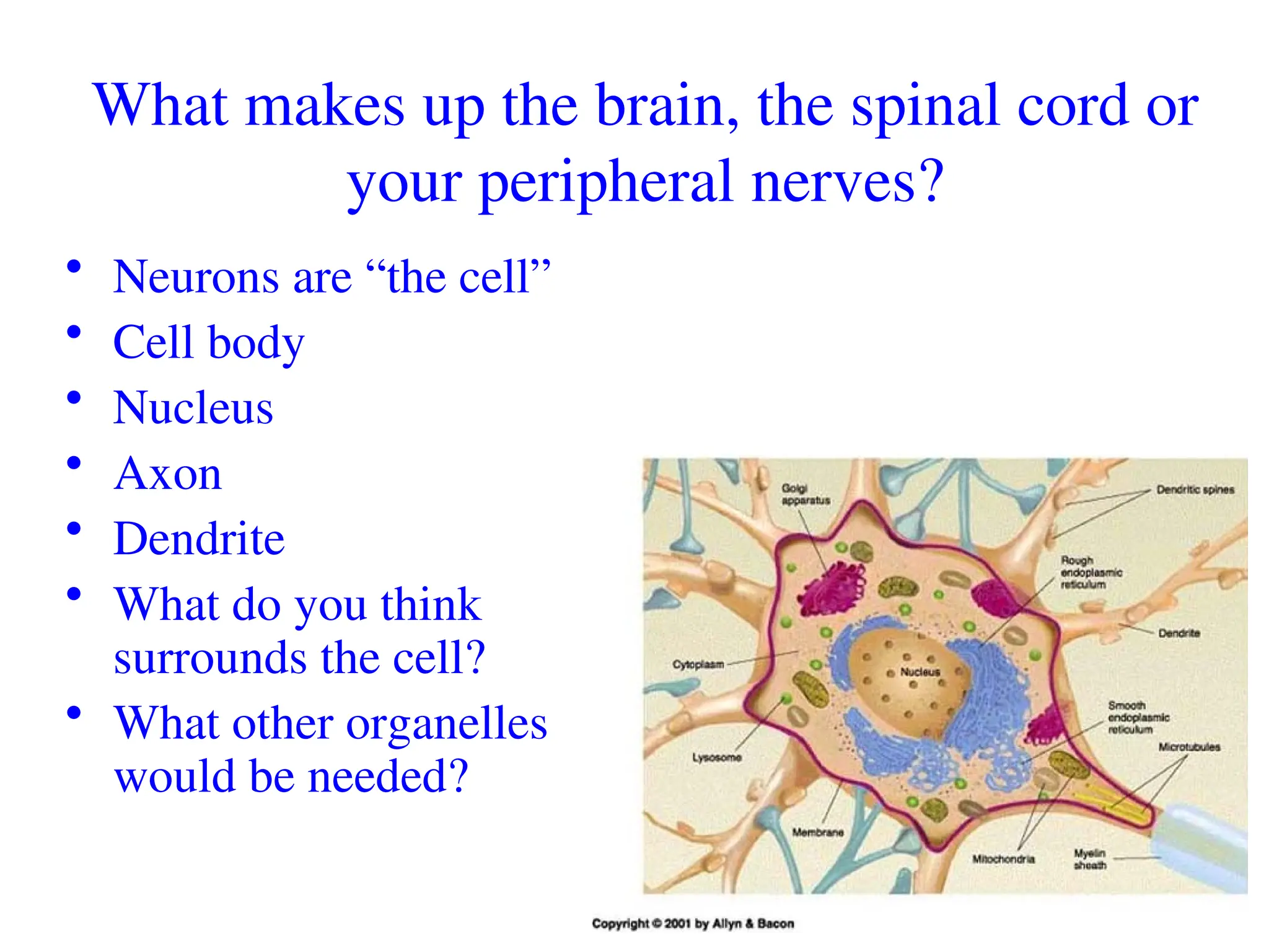 The Nervous System functions with explanation | PPT