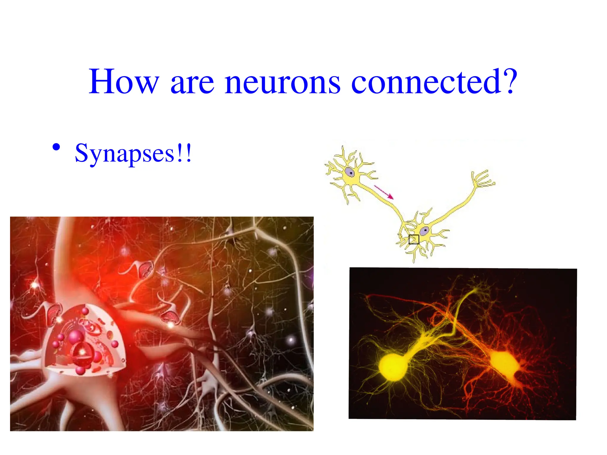 The Nervous System functions with explanation | PPT