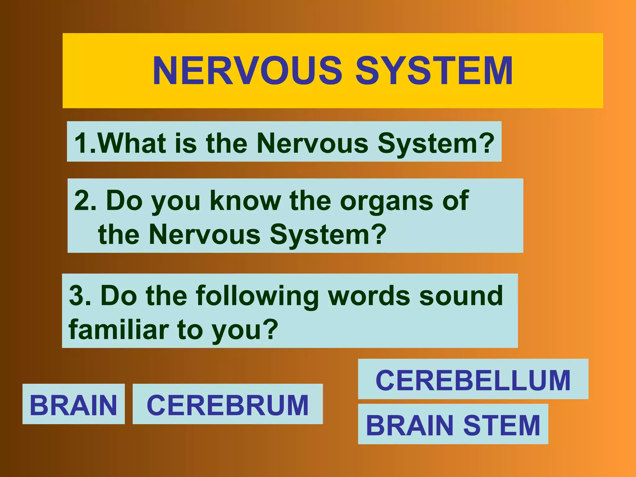 The Nervous System Parts And Functions | PPT