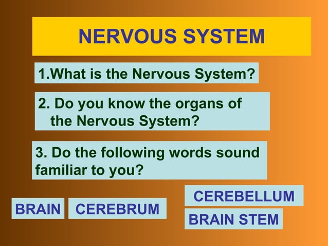 The Nervous System Parts And Functions | PPT