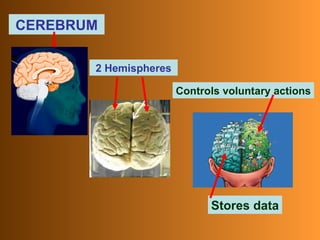 The Nervous System Parts And Functions | PPT