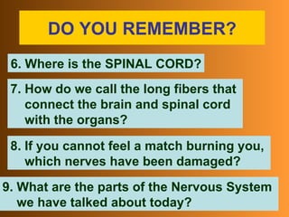 The Nervous System Parts And Functions | PPT