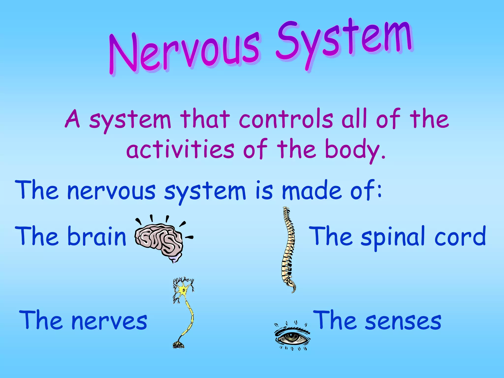 The nervous system[1] | PPTX | Eye and Vision Conditions | Diseases and ...