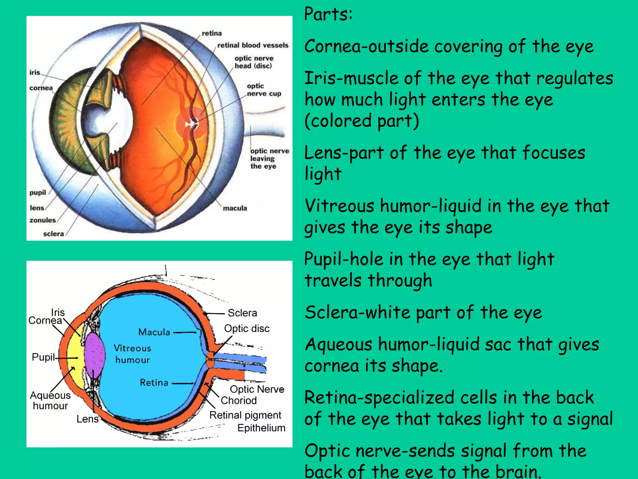 The nervous system[1] | PPTX