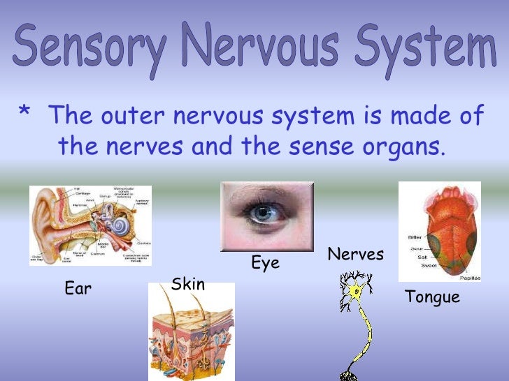 The nervous system[1]