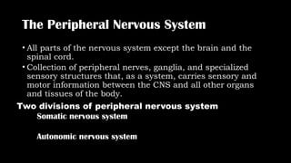 The Nervous System (Peripheral and Central Nervous System) | PPT