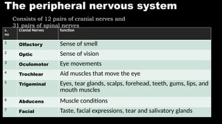 The Nervous System (Peripheral and Central Nervous System) | PPTX