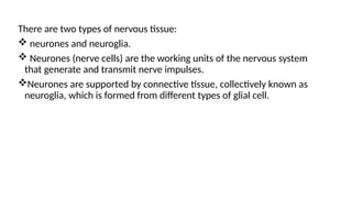 The nervous system_family health university college | PPT