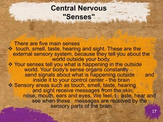 The nervous system2 | PPTX