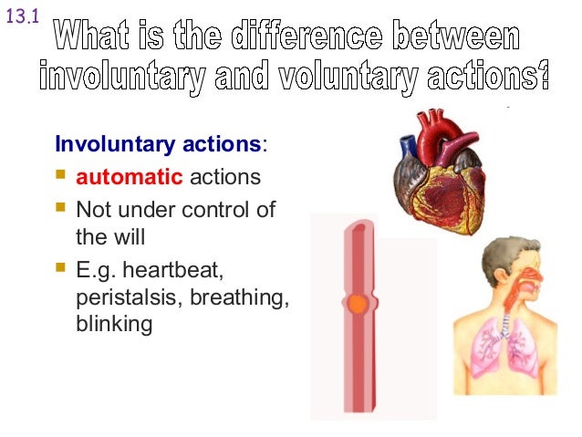 The nervous system 2014