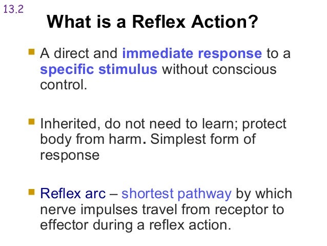 Reflex Anatomy Definition