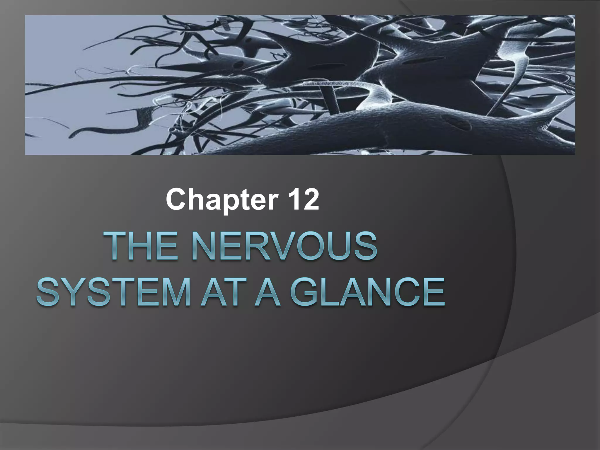 The Nervous System At A Glance | PPT