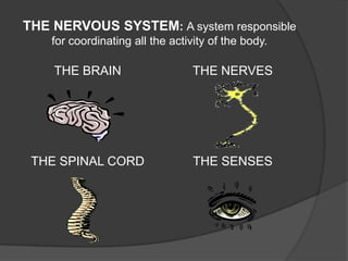 The Nervous System At A Glance | PPT