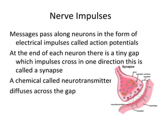 The nervous system b1 | PPT
