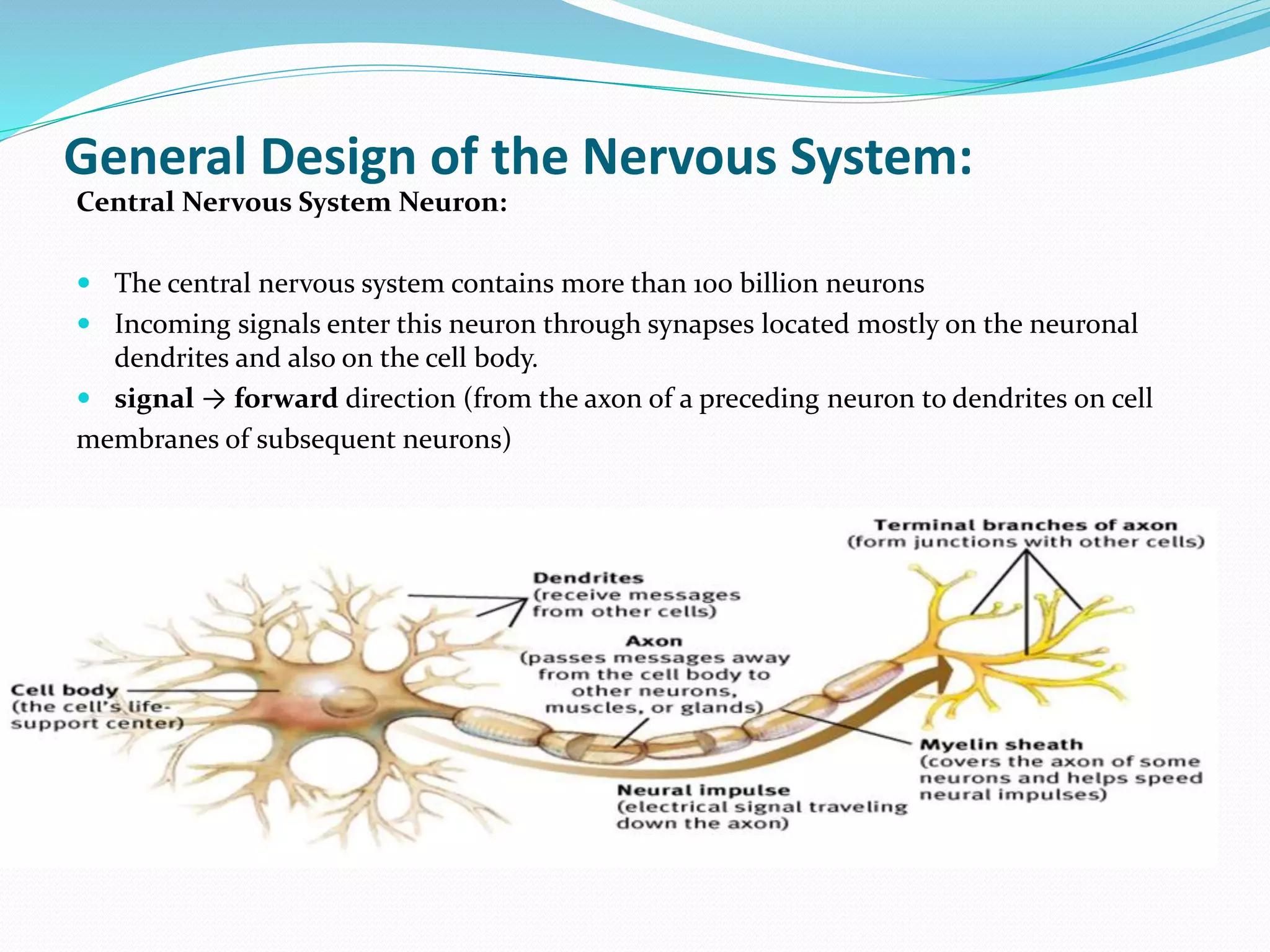 General Physiology - The nervous system, basic functions of synapses | PPTX