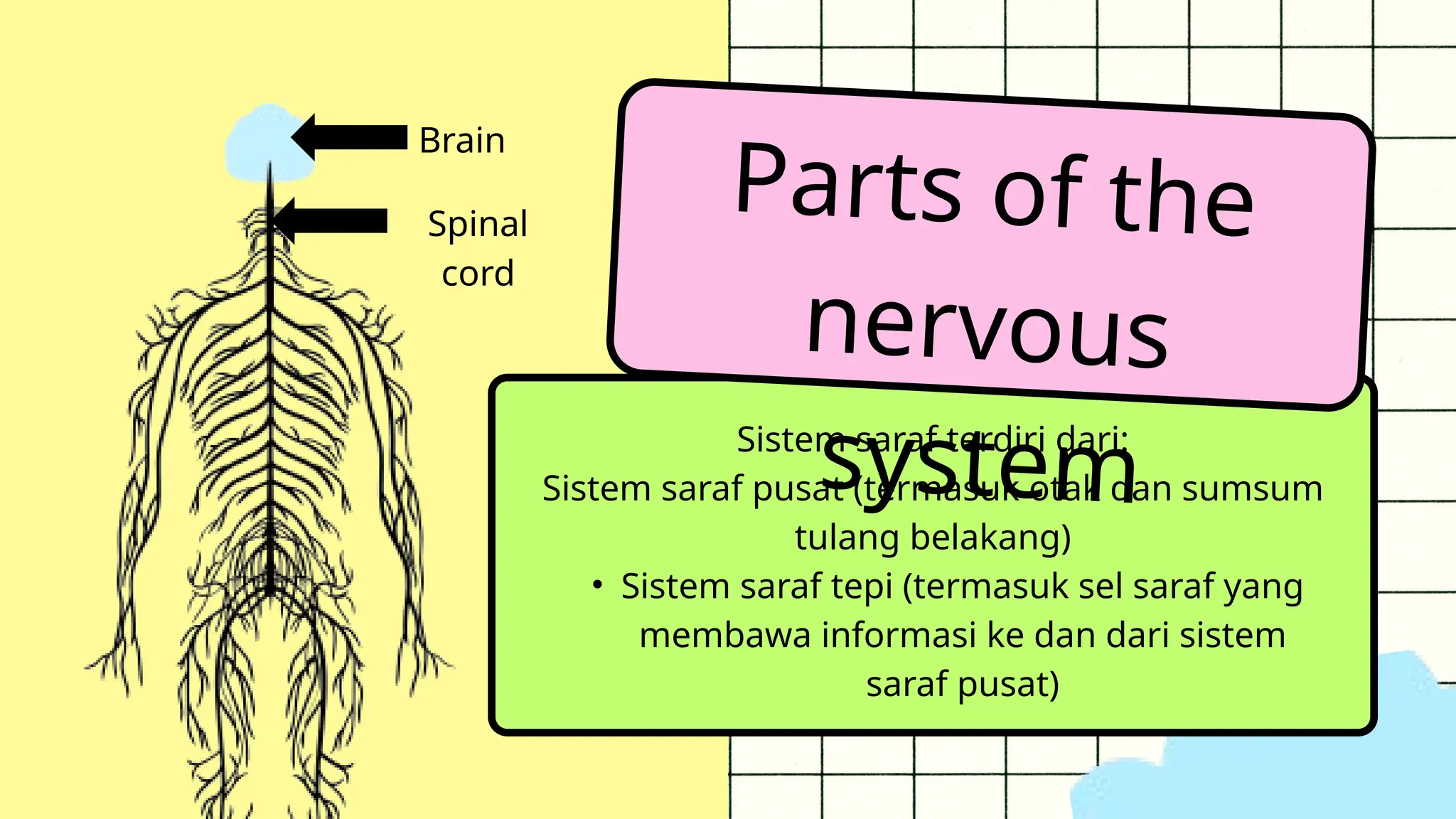 The Nervous System Biology Presentation in a Colorful Style.pptx