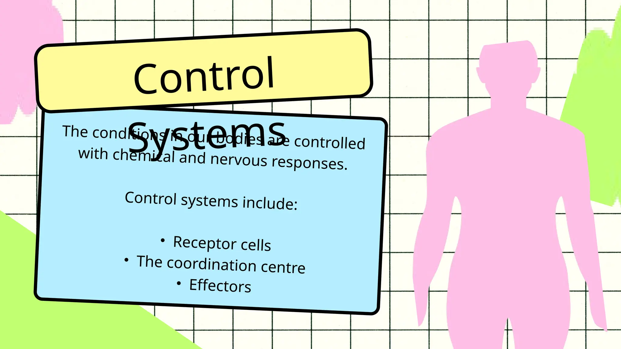 The Nervous System Biology Presentation in a Colorful Style.pptx