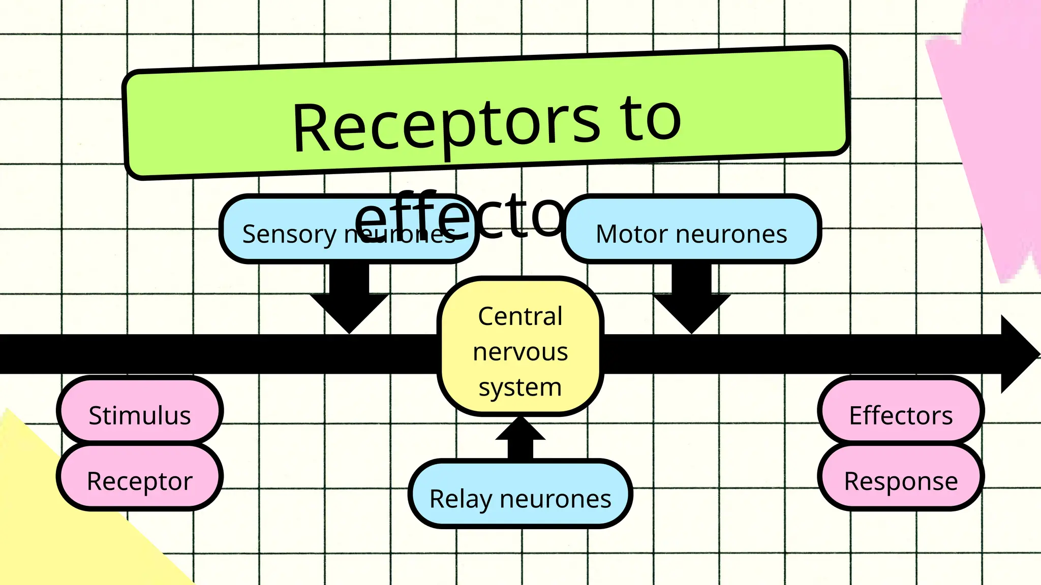 The Nervous System Biology Presentation in a Colorful Style.pptx